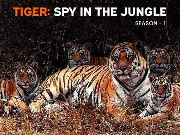 7 Best Award-Winning Documentaries on Tigers